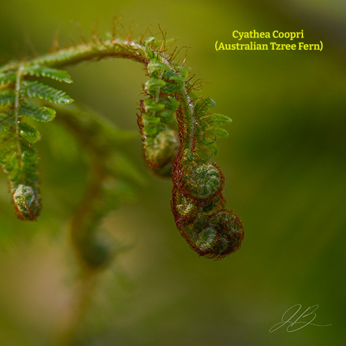 Fern Factory - Fern Factory offers a wide variety of Tree Ferns ...