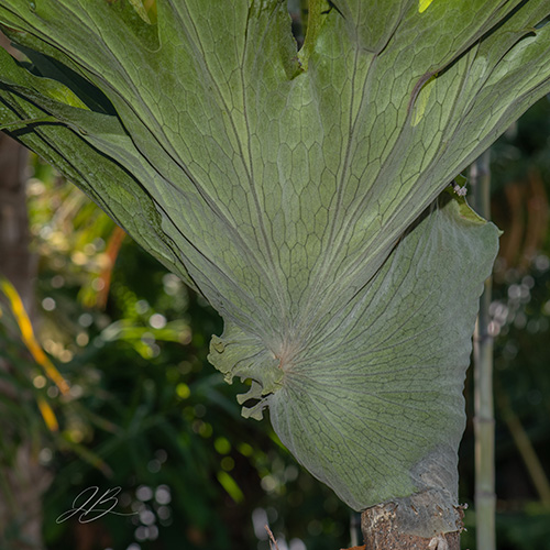 Fern Factory - Fern Factory offers a wide variety of Tree Ferns ...