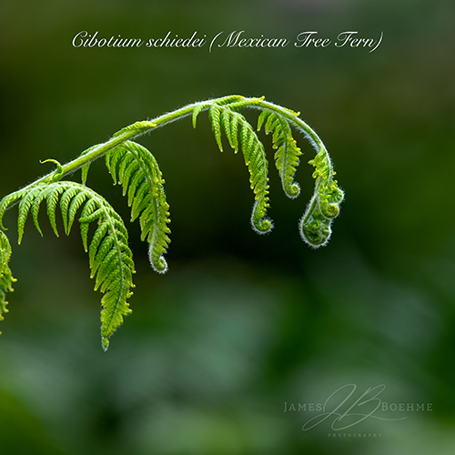 Fern Factory - Fern Factory offers a wide variety of Tree Ferns ...