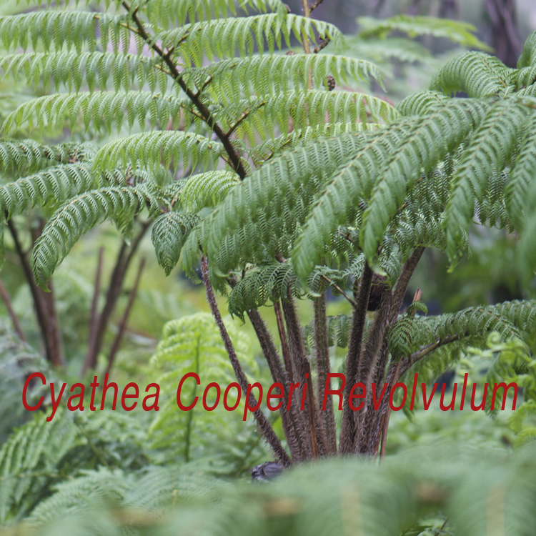 Fern Factory - Fern Factory offers a wide variety of Tree Ferns ...