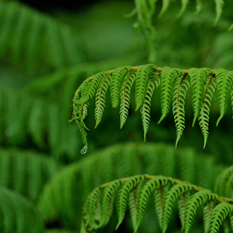 Fern Factory - Fern Factory offers a wide variety of Tree Ferns ...