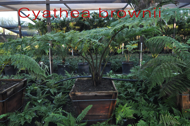 Fern Factory - Fern Factory offers a wide variety of Tree Ferns ...