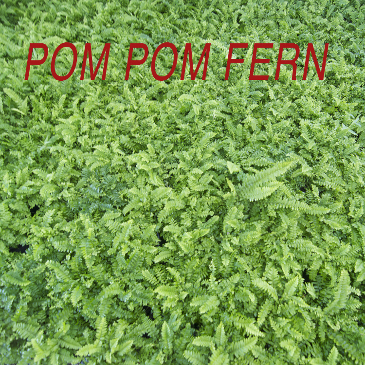 Fern Factory - Fern Factory offers a wide variety of Tree Ferns ...