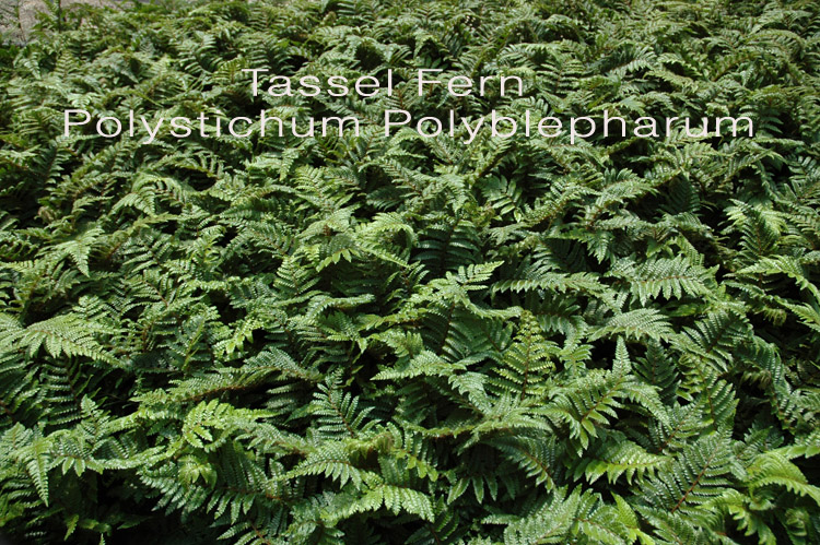 Fern Factory - Fern Factory offers a wide variety of Tree Ferns ...