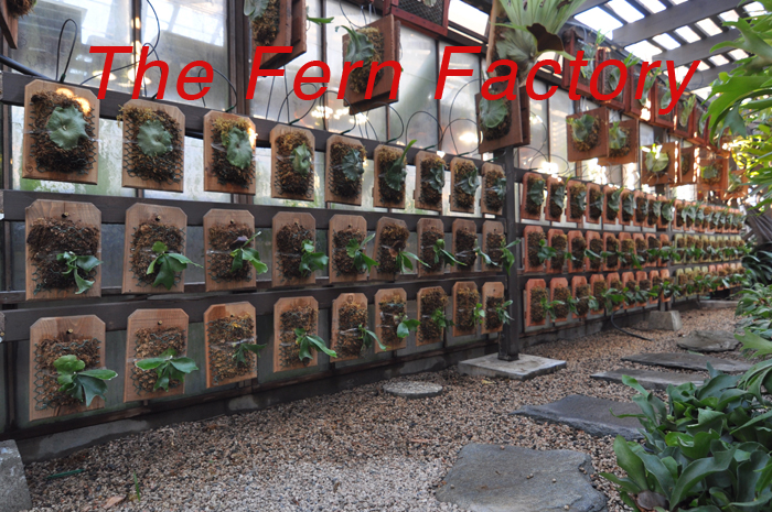 Fern Factory - Fern Factory offers a wide variety of Tree Ferns ...