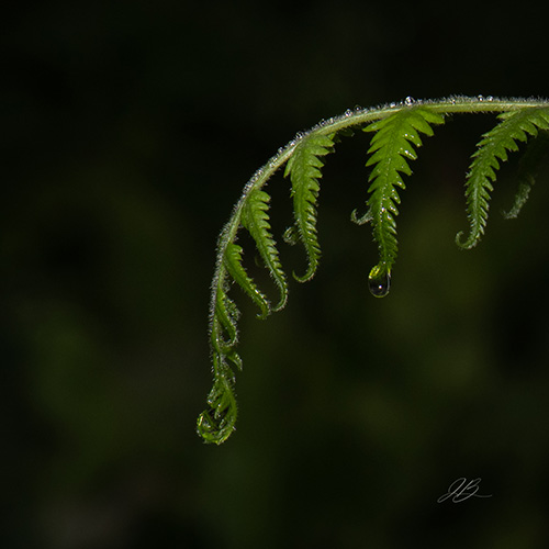 Fern Factory - Fern Factory offers a wide variety of Tree Ferns ...