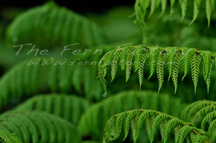 Fern Factory - Fern Factory offers a wide variety of Tree Ferns ...