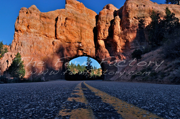 Fern Factory - Fern Factory offers a wide variety of Tree Ferns ...