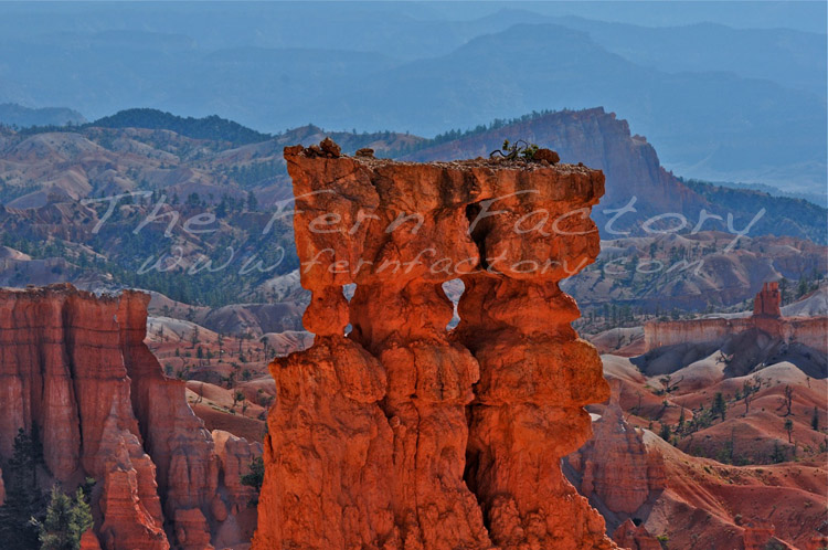 Fern Factory - Fern Factory offers a wide variety of Tree Ferns ...