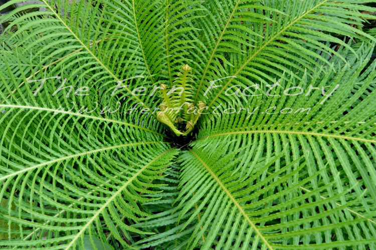 Fern Factory - Fern Factory offers a wide variety of Tree Ferns ...