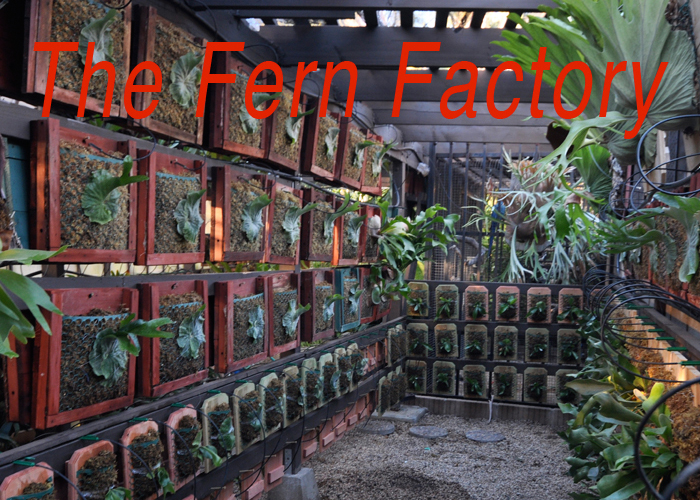 Fern Factory - Fern Factory offers a wide variety of Tree Ferns ...