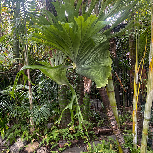 Fern Factory - Fern Factory offers a wide variety of Tree Ferns ...