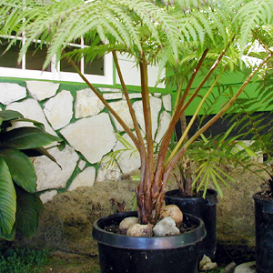 Fern Factory - Fern Factory offers a wide variety of Tree Ferns ...