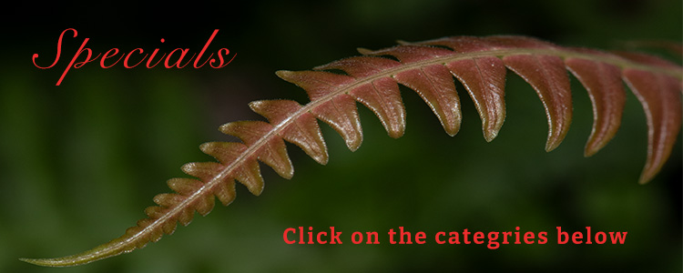 Fern Factory - Fern Factory offers a wide variety of Tree Ferns ...