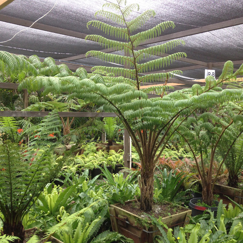 Fern Factory - Fern Factory offers a wide variety of Tree Ferns ...