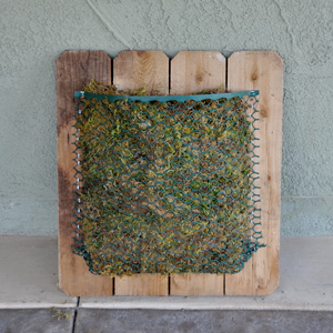 LARGE MOSS Staghorn BOARD