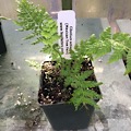 Fern Factory - Fern Factory offers a wide variety of Tree Ferns ...