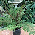 Fern Factory - Fern Factory offers a wide variety of Tree Ferns ...