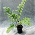 Fern Factory - Fern Factory offers a wide variety of Tree Ferns ...