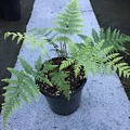 Fern Factory - Fern Factory offers a wide variety of Tree Ferns ...