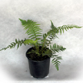 Fern Factory - Fern Factory offers a wide variety of Tree Ferns ...