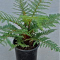 Fern Factory - Fern Factory offers a wide variety of Tree Ferns ...