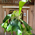 Fern Factory - Fern Factory offers a wide variety of Tree Ferns ...