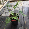 Fern Factory - Fern Factory offers a wide variety of Tree Ferns ...