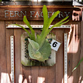 Fern Factory - Fern Factory offers a wide variety of Tree Ferns ...