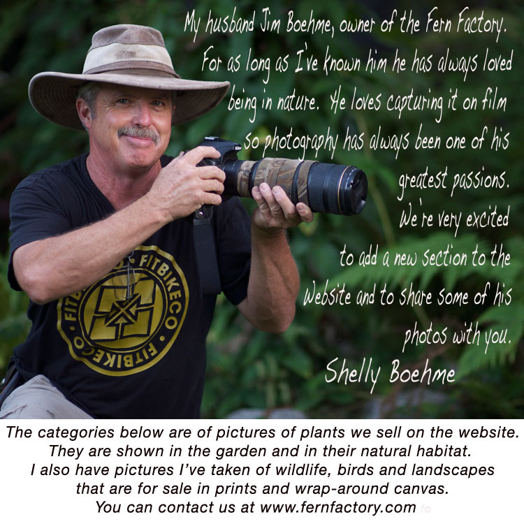 Fern Factory - Fern Factory offers a wide variety of Tree Ferns ...